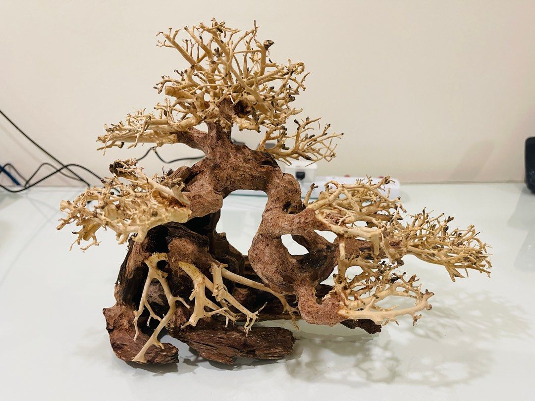 Aquarium planted tank tree scalping, Pet Supplies, Homes & Other Pet ...