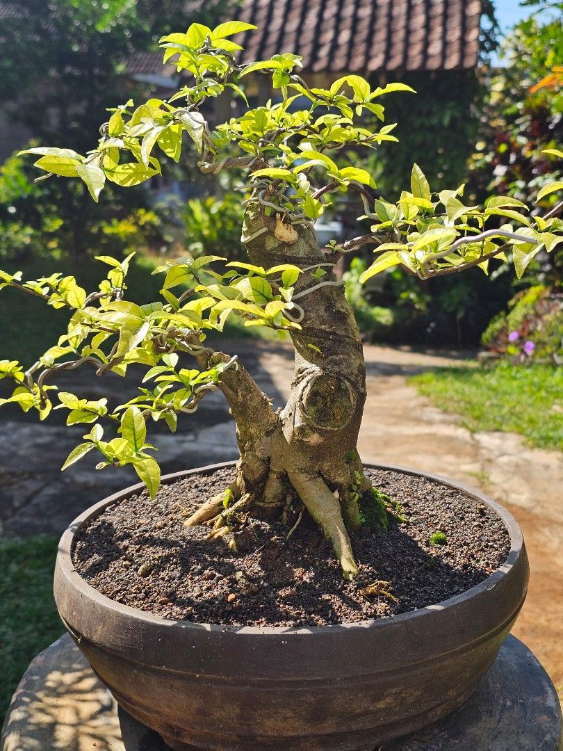 Bonsai Anting Putri golden daun emas hijau kuning langka batang ori tua ...
