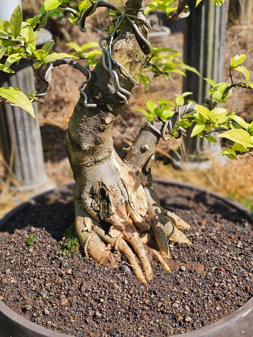 Bonsai Anting Putri golden daun emas hijau kuning langka batang ori tua ...
