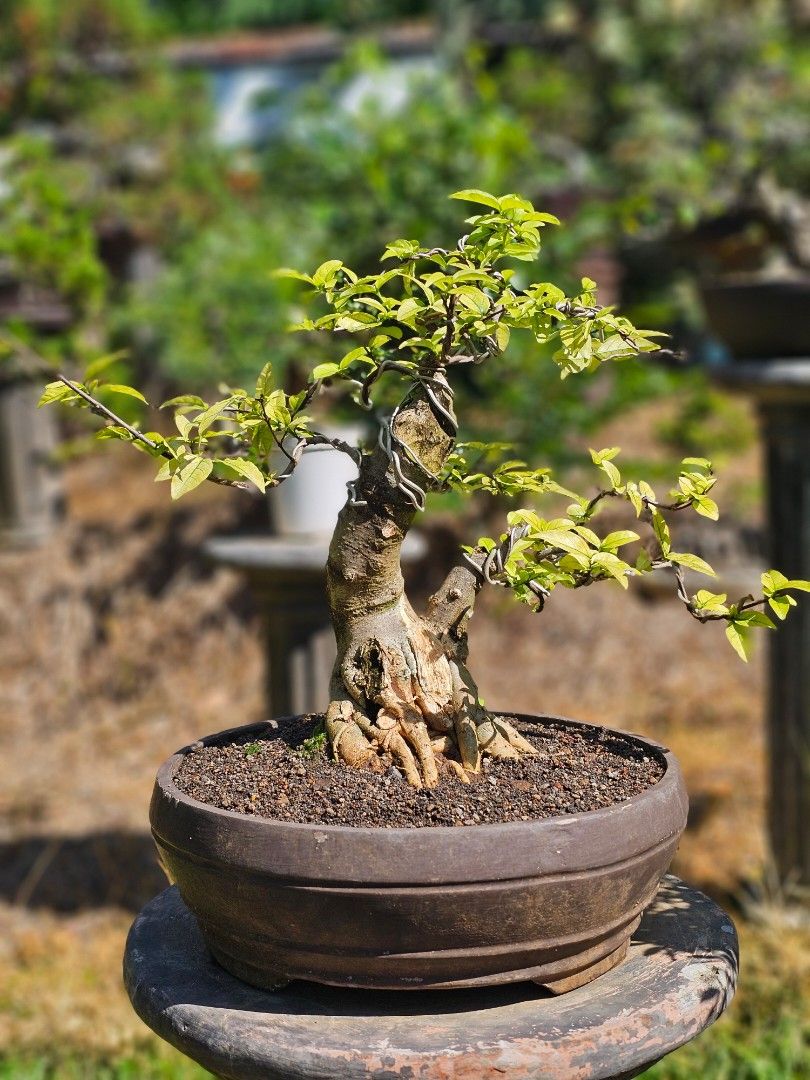 Bonsai Anting Putri golden daun emas hijau kuning langka batang ori tua ...