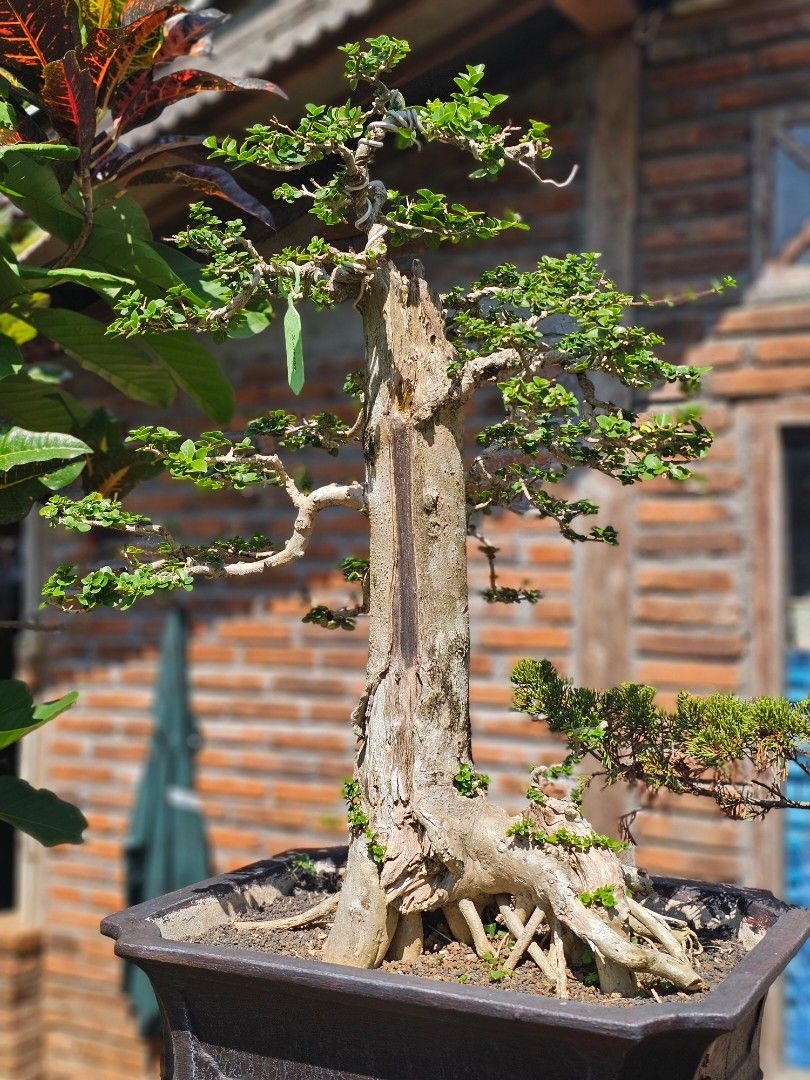 Bonsai Sancang micro batang ori tua berkarakter siap kontes, Perkebunan ...
