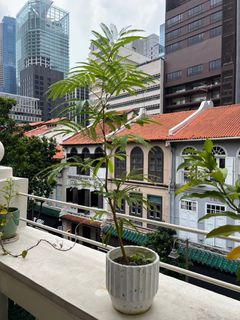 Japanese Everfresh Tree (Pithecellobium Confertum エバーフレッシュ) in Milky ...