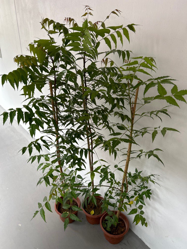 Neem Tree 5ft tall $15 each, Furniture & Home Living, Gardening, Plants ...