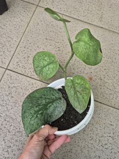 Scindapsus Baticon (batik constellation), Furniture & Home Living ...