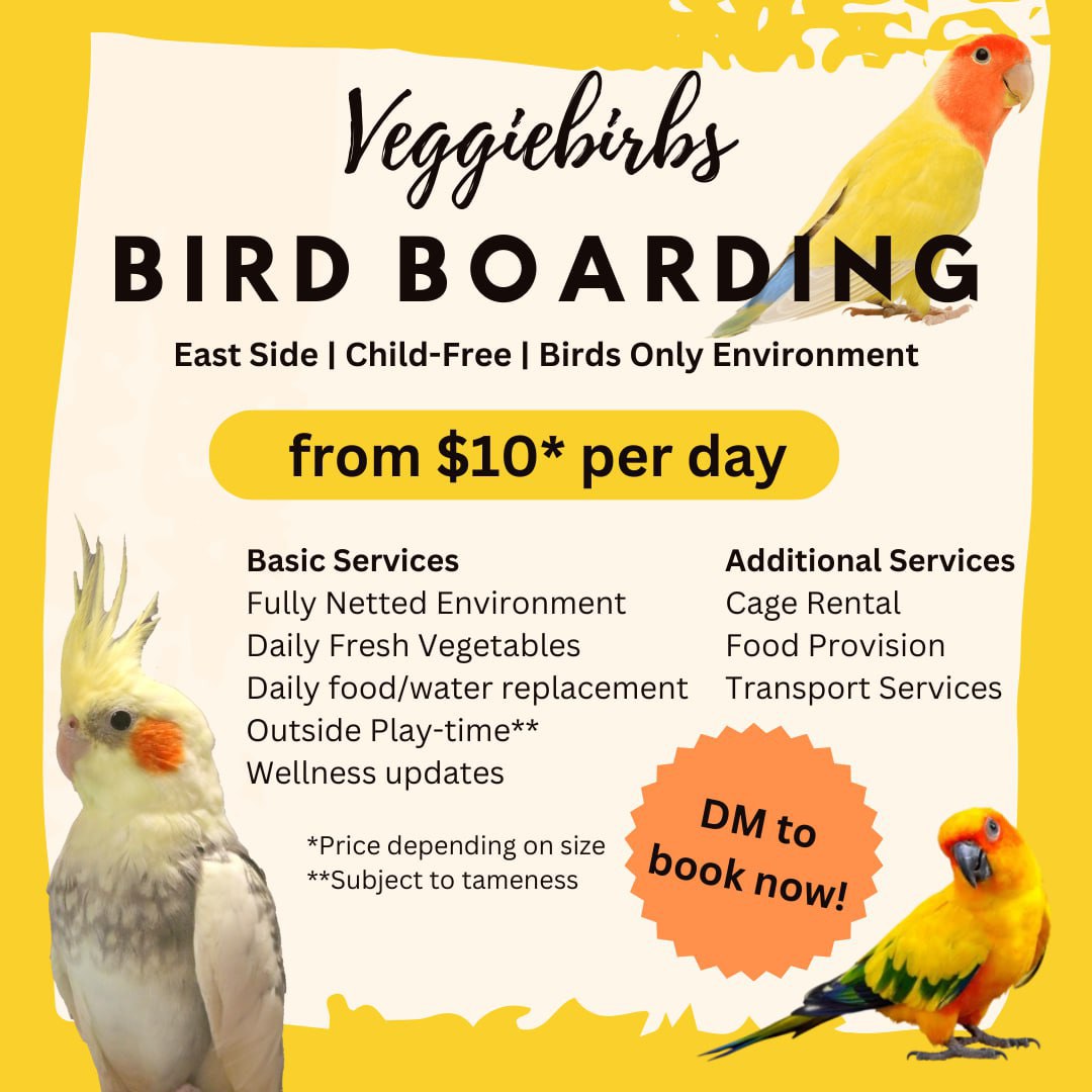 Parrot Bird Boarding Eastside - 10 mins to airport, Lifestyle Services ...