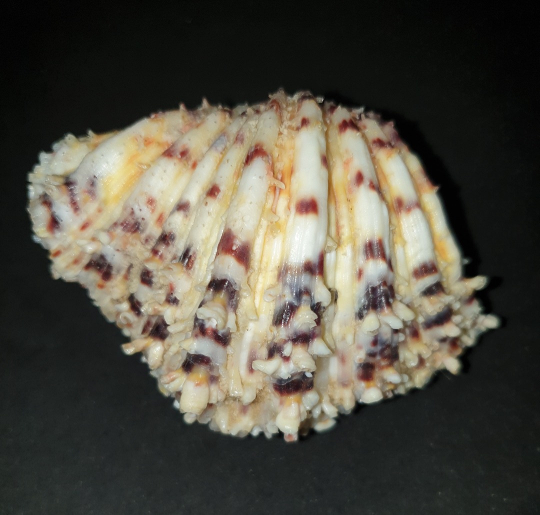 HIPPOPUS HIPPOPUS Clam Shell., Hobbies & Toys, Memorabilia ...