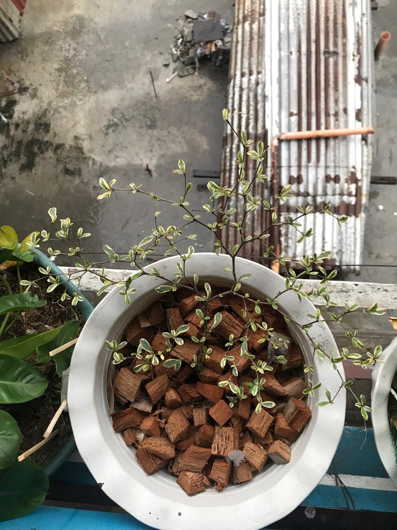 Variegated african talisay potted, Furniture & Home Living, Gardening ...