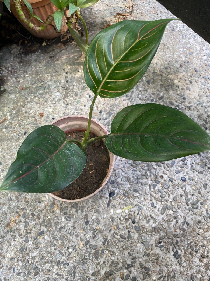 Aglaonema rotundum tiger - Pasig, Furniture & Home Living, Gardening ...