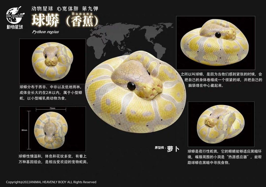 Animal Heavenly Body Studio Snake 2.0 Blind Box Model Ball Python ...