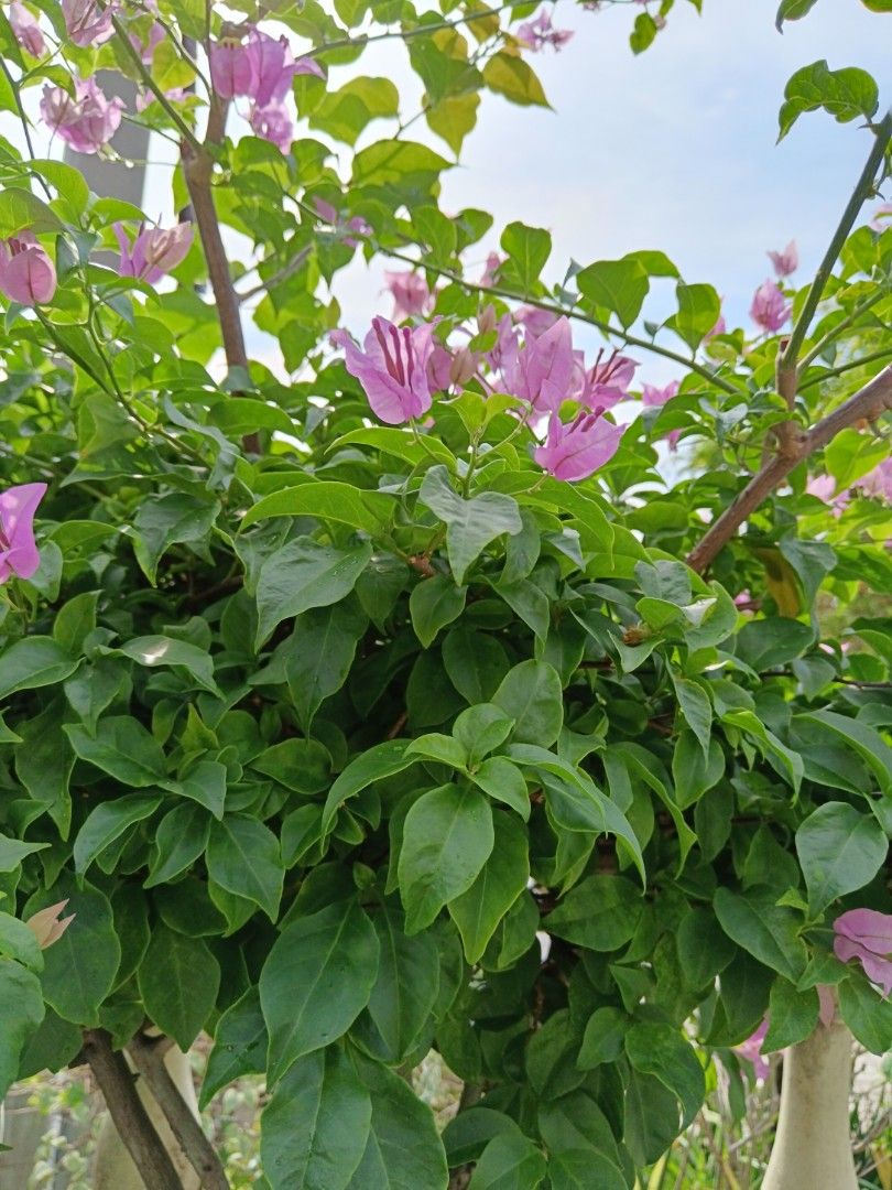 Pokok bonsai bunga kertas, Furniture & Home Living, Gardening, Plants ...