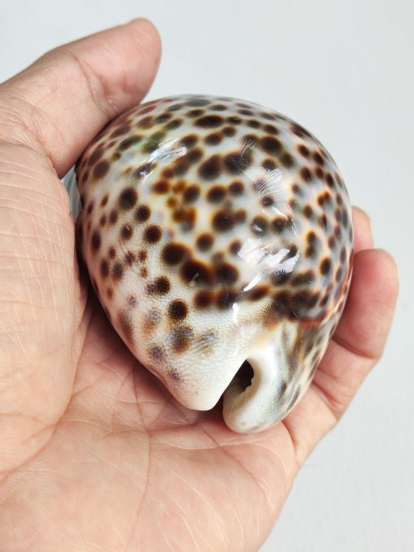 Tiger Cowrie Shell, Hobbies & Toys, Memorabilia & Collectibles, Vintage ...
