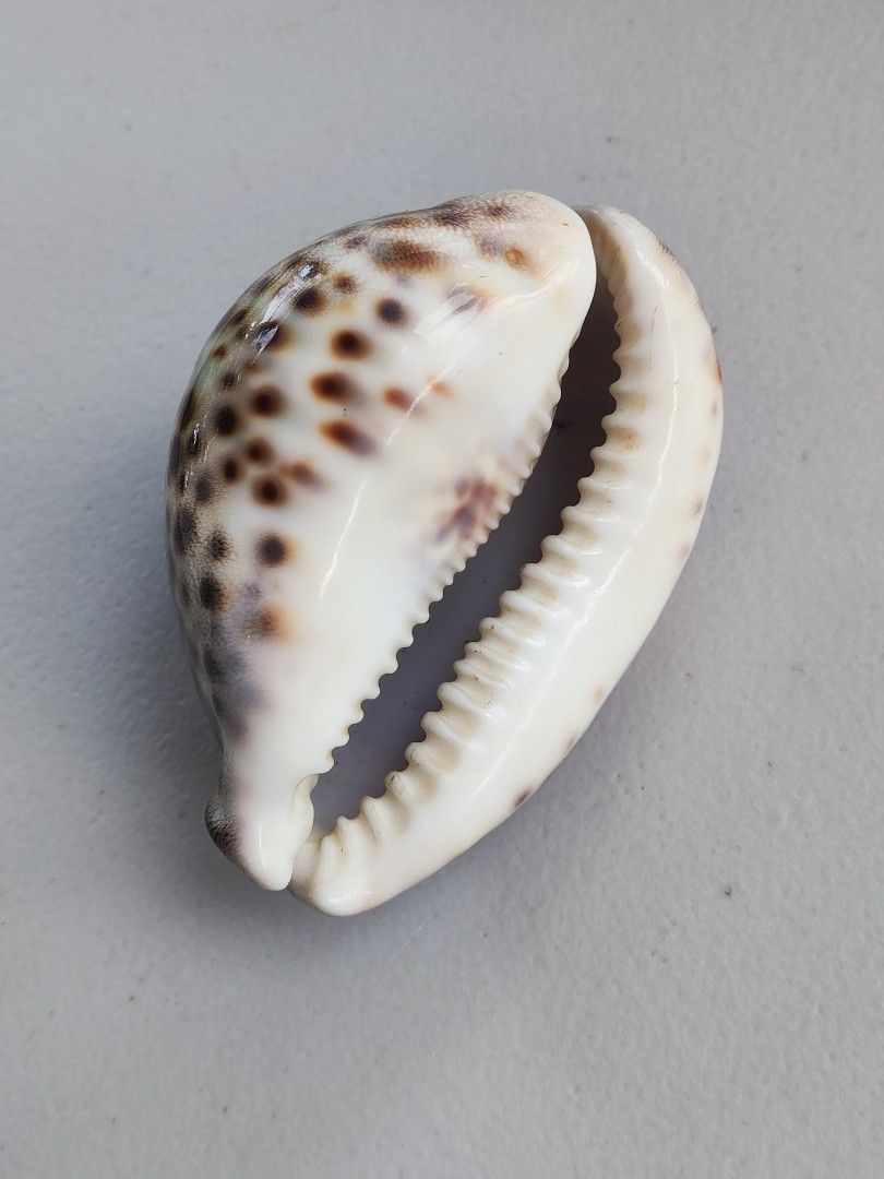 Tiger Cowrie Shell, Hobbies & Toys, Memorabilia & Collectibles, Vintage ...