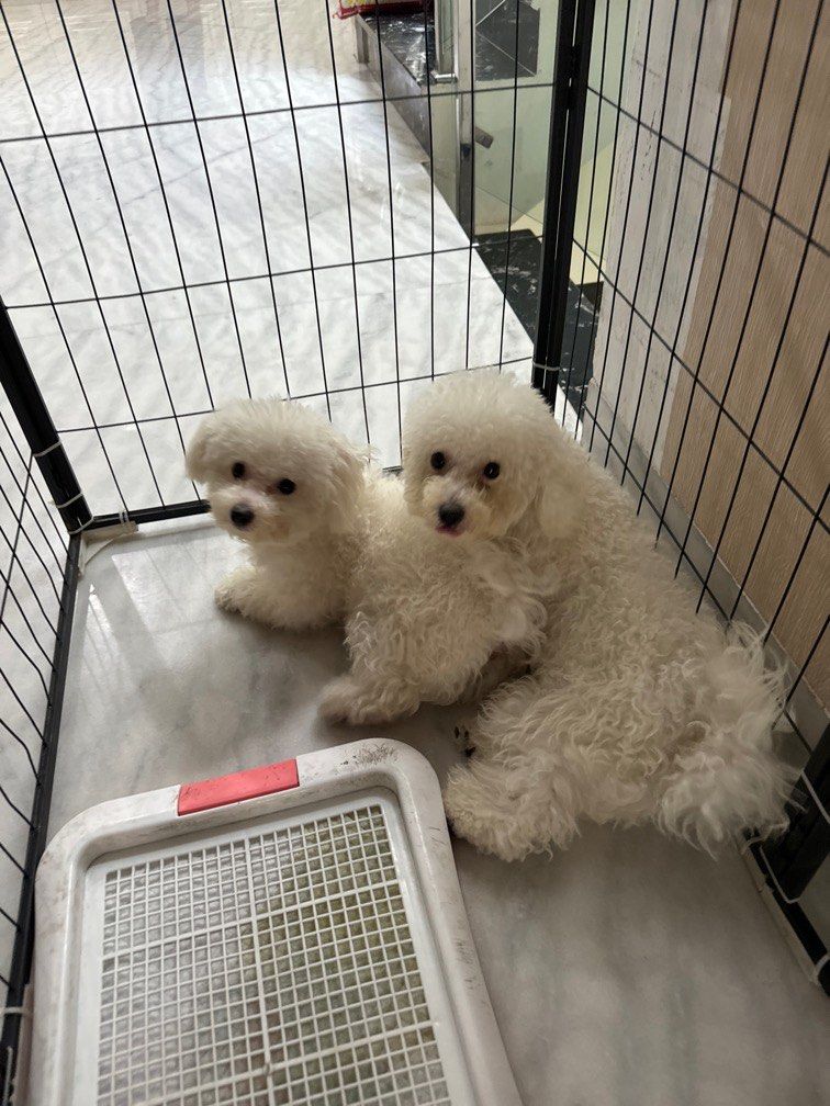 Bichon frise lengkap dengan sertifikat kelahiran umur 11 bulan ...
