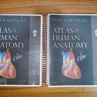 Netters Anatomy Flashcards, Hobbies & Toys, Books & Magazines ...