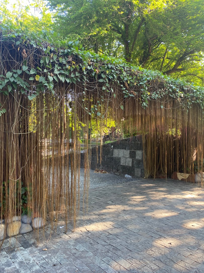 Princess vine - Pasig, Furniture & Home Living, Gardening, Plants ...