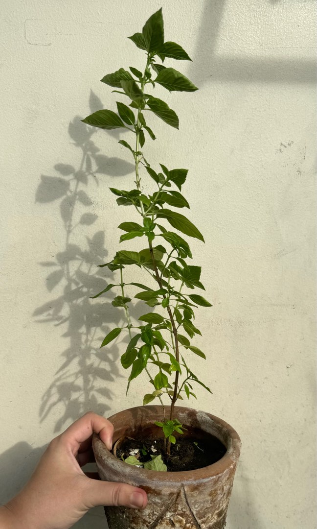 Thai Basil/healthy & alive plant, Furniture & Home Living, Gardening ...