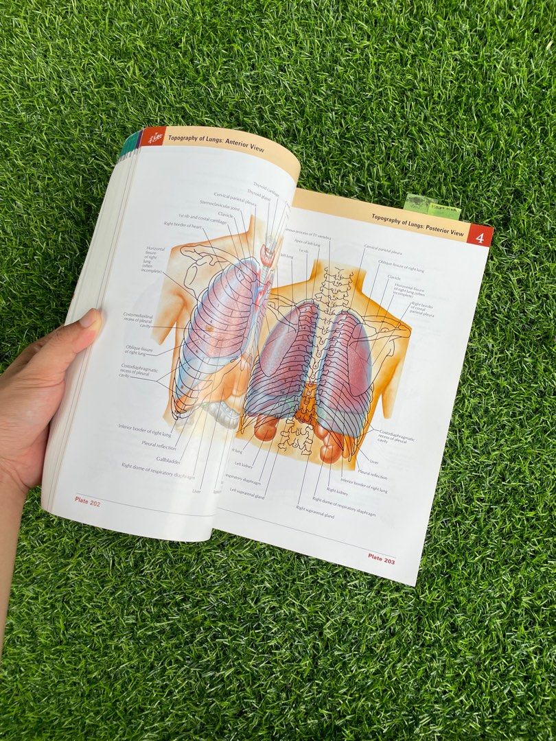 Netter Anatomy (MUST HAVE), Hobbies & Toys, Books & Magazines ...