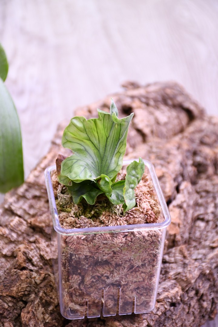 鹿角蕨 p. Wandae dwarf curling 侏儒卷葉女王, 傢俬＆家居, 園藝, 植物及種子 - Carousell