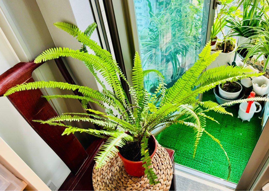 2 feet wide) 霸王蕨/波士頓腎蕨 Pteridium/Boston Fern, 傢俬＆家居, 園藝, 植物及種子 - Carousell