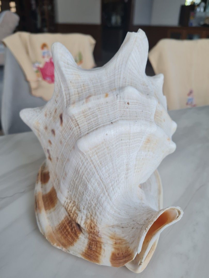Giant Seashell Conch, Furniture & Home Living, Home Decor, Other Home ...