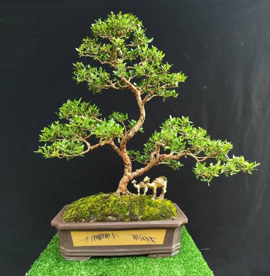 Tropical Bonsai Tree : Santigi, Furniture & Home Living, Gardening ...
