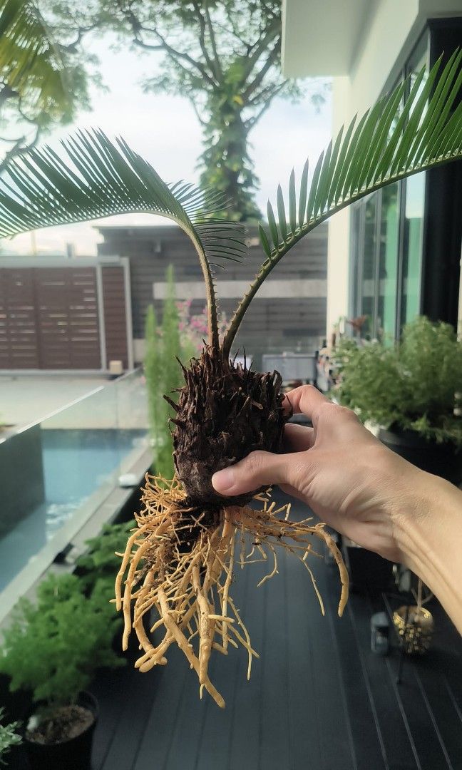 Cycas Revoluta Mini Sago Palm, Furniture & Home Living, Gardening ...