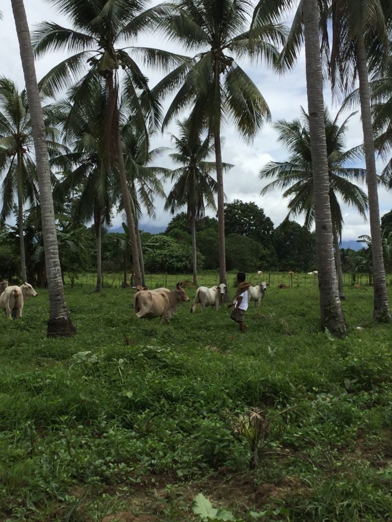 For Sale: 5 or 10 hectares of coconut farm/ cattle ranch, Property ...