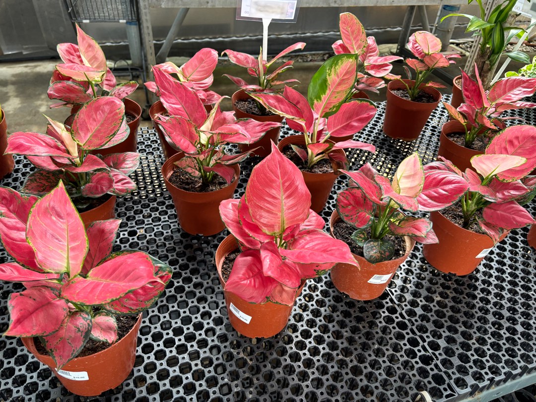 Plant Aglaonema 'Red Master', Furniture & Home Living, Gardening ...