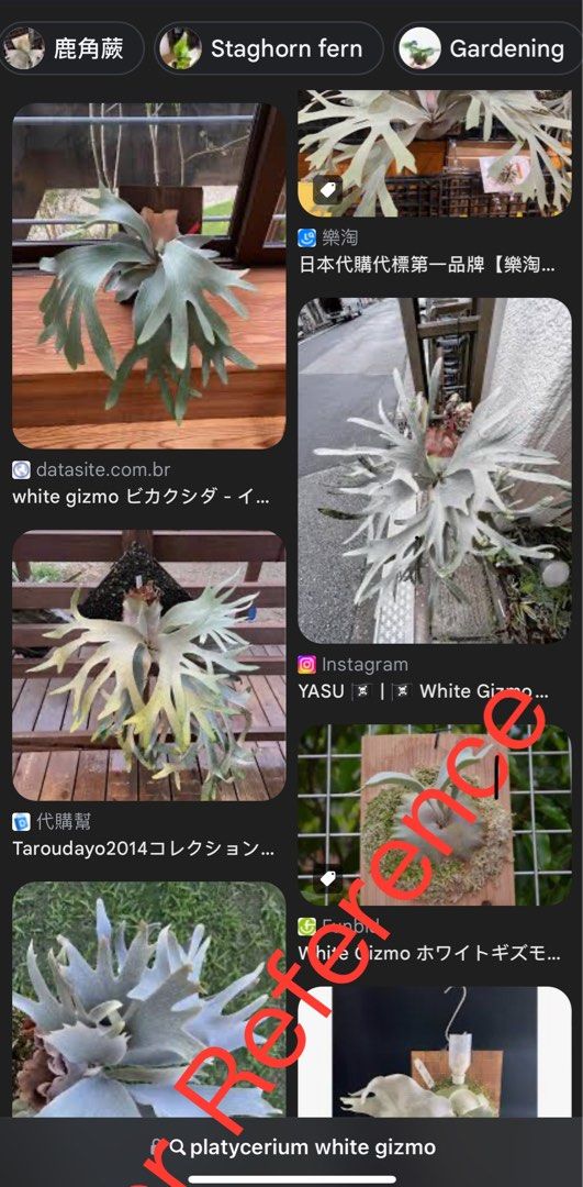 Platycerium FSQ White Gizmo Sporeling, Furniture & Home Living ...
