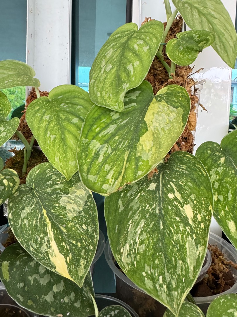 Scindapsus Baticon (batik constellation), Furniture & Home Living ...