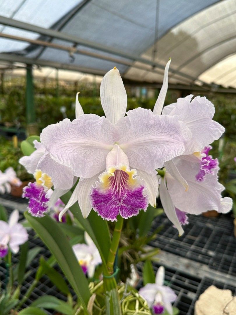 Cattleya lueddemanniana var. coerulea venosa 'Dad' x 'Pincelada nr08 ...