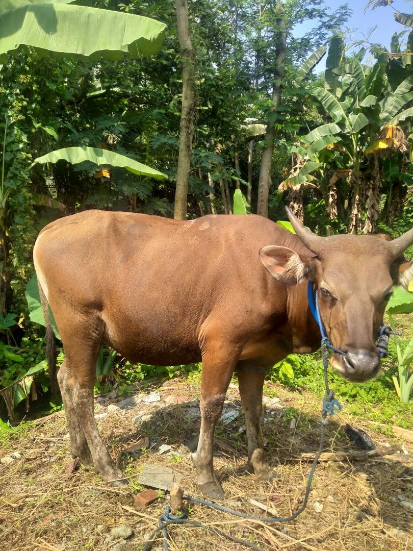 Sapi Bima atau bali bobot kurang lebih 325kg, Serba Serbi, Others di ...