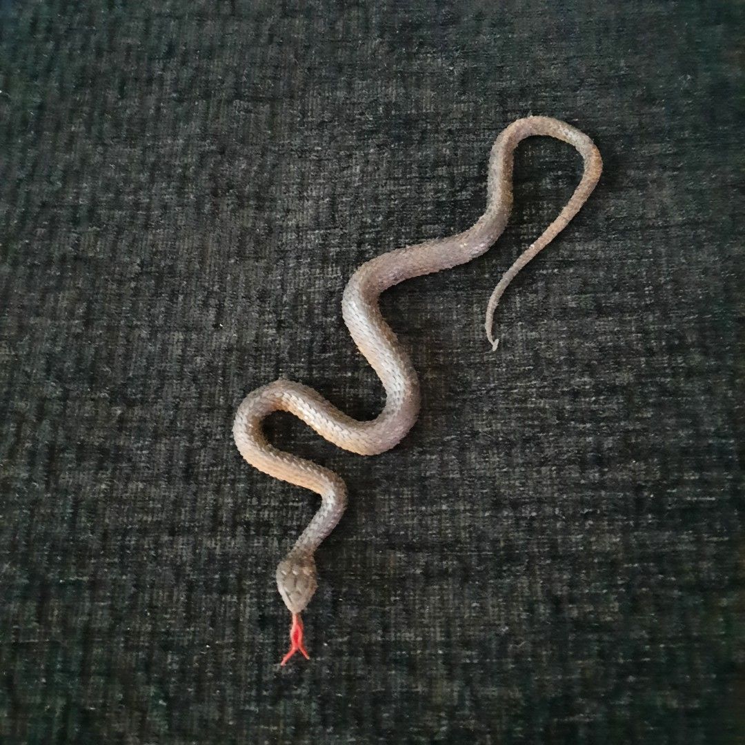 DYLL Fake Rubber Snake, Furniture & Home Living, Home Decor, Other Home ...