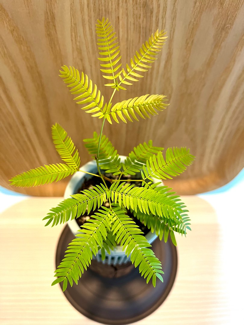 Japanese Everfresh Tree (Pithecellobium Confertum エバーフレッシュ) in Milky ...