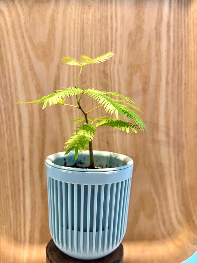 Japanese Everfresh Tree (Pithecellobium Confertum エバーフレッシュ) in Milky ...