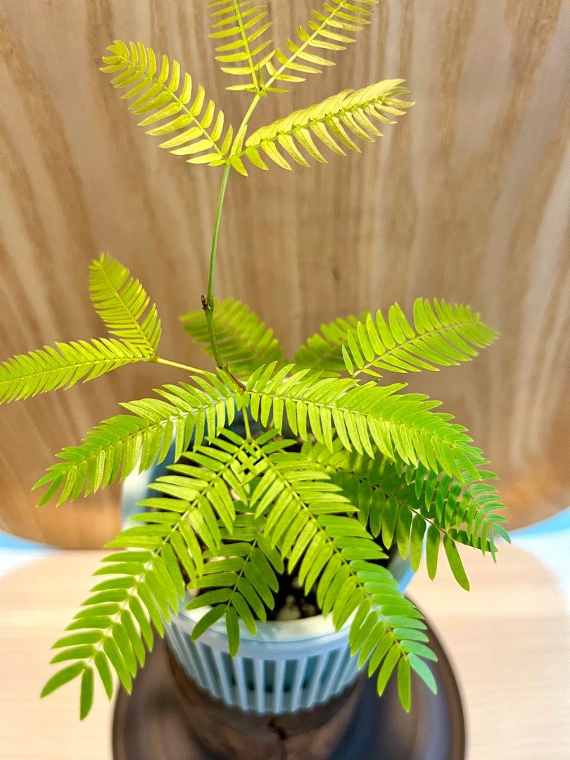 Japanese Everfresh Tree (Pithecellobium Confertum エバーフレッシュ) in Milky ...