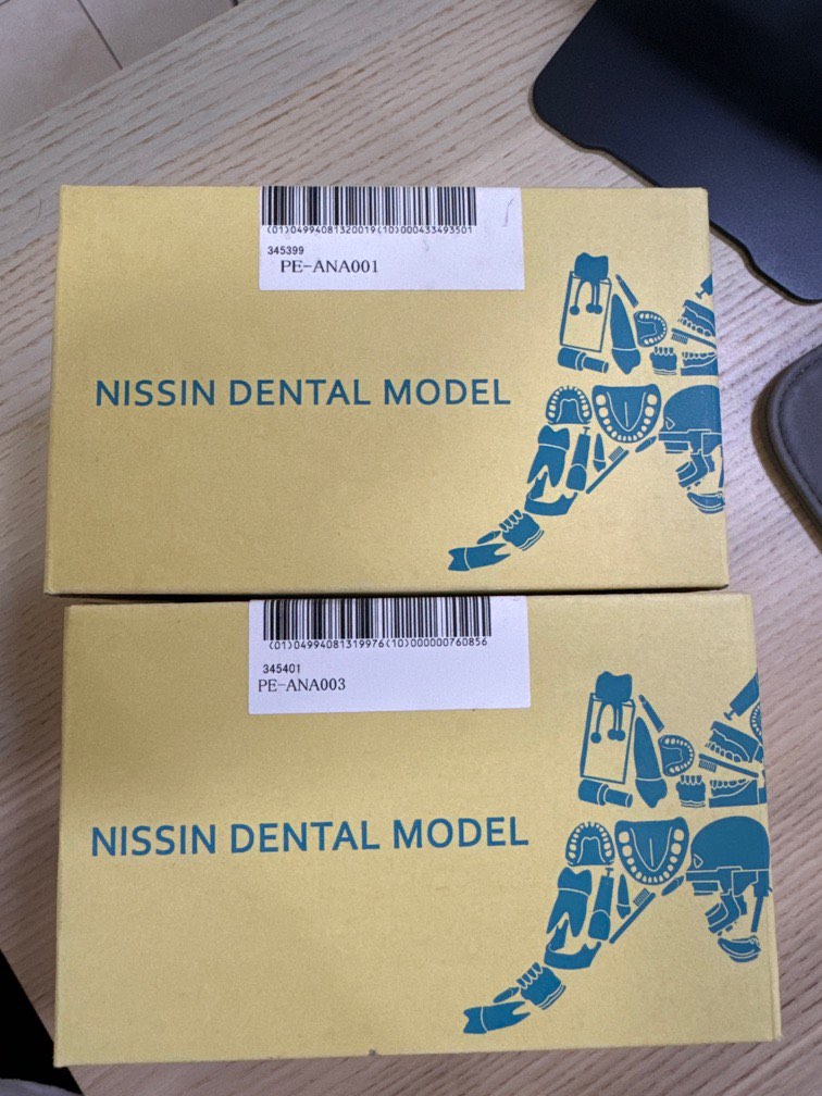 NISSIN DENTAL MODEL, Everything Else, Others on Carousell