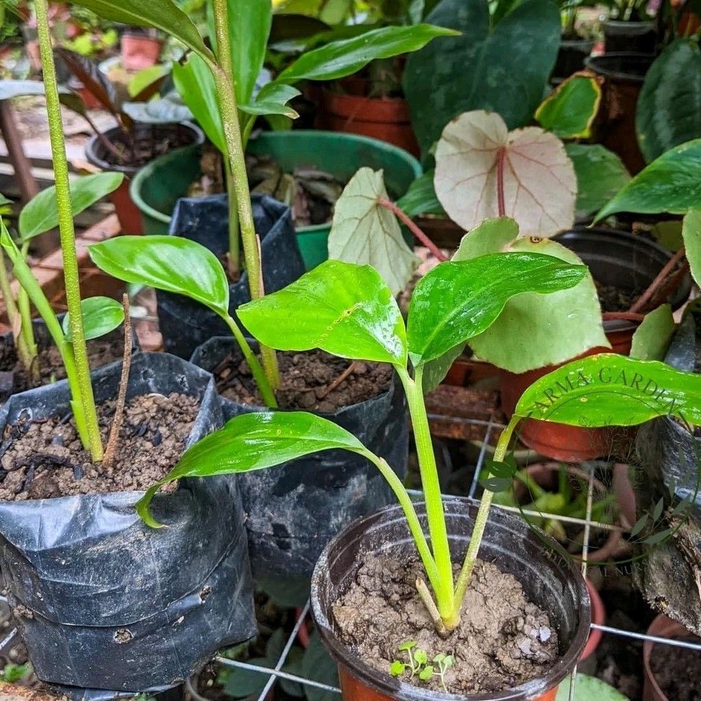 READY STOCK /Tuhau/upak kechalak/Anak Pokok Tuhau Sabahan (E. COCCINEA ...
