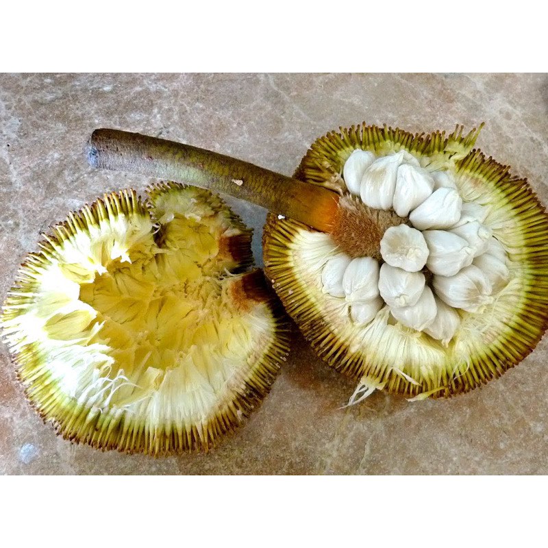 ANAK POKOK/BIBIT BUAH TARAP/BUAH VIRAL TARAP SABAH [BUAH TARAP SABAH ...