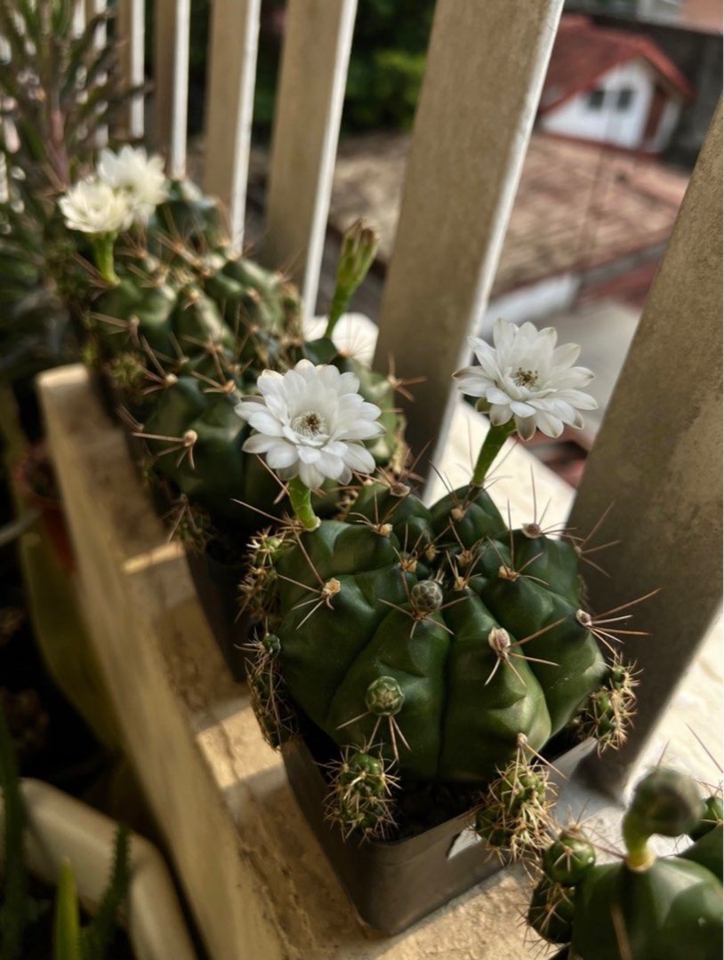 Gymnocalicium Damsii Cactus Mother Plant, Furniture & Home Living ...