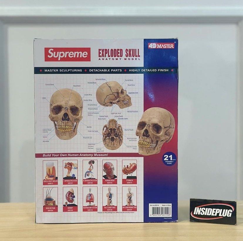 Supreme Exploded Skull Anatomy Model, Hobbies & Toys, Toys & Games on ...