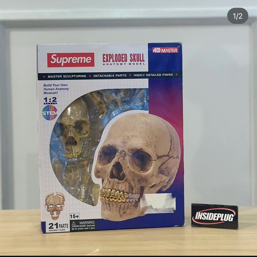 Supreme Exploded Skull Anatomy Model, Hobbies & Toys, Toys & Games on ...