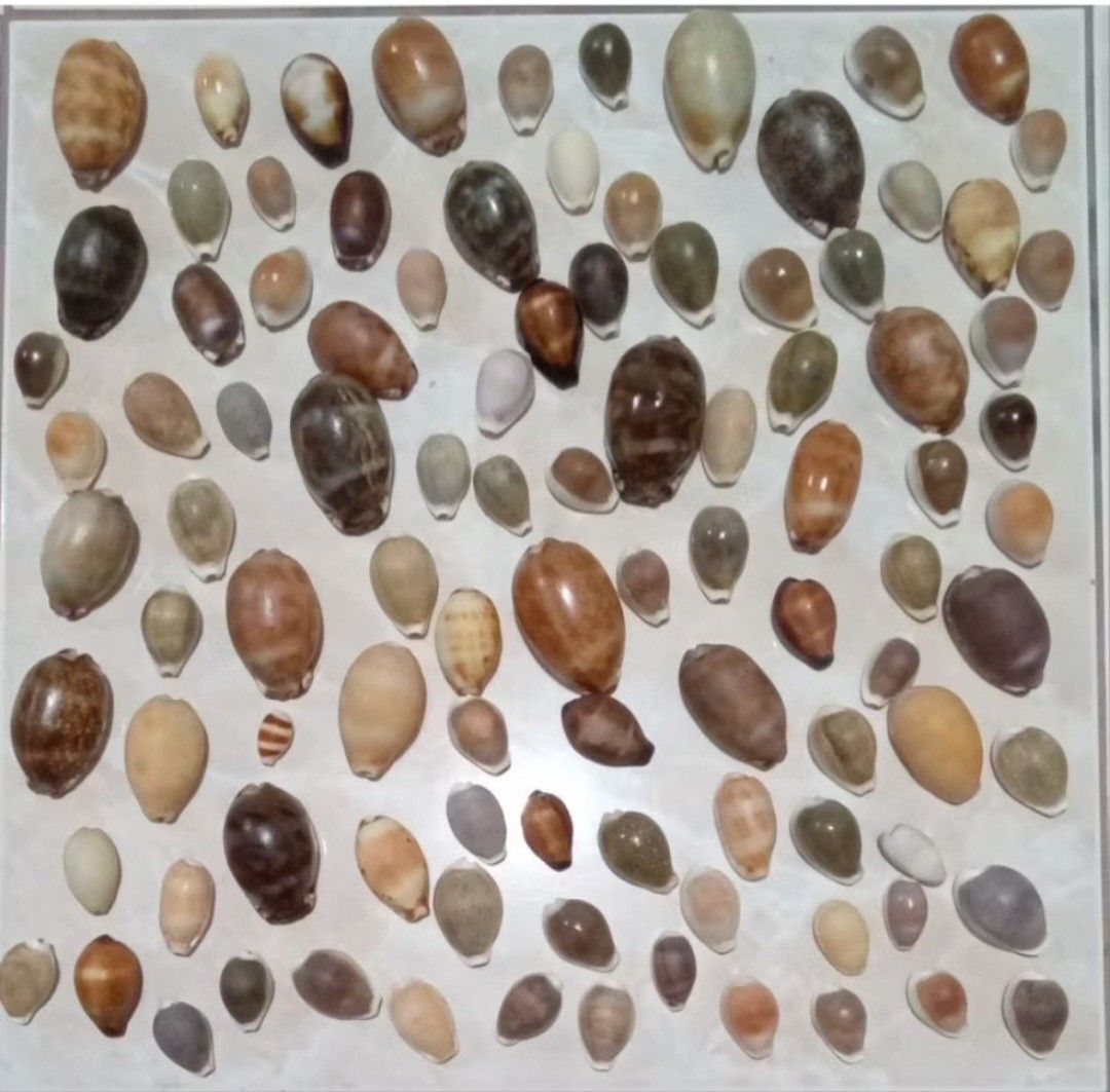 Cowrie Shells Different types (200g), Hobbies & Toys, Stationary ...