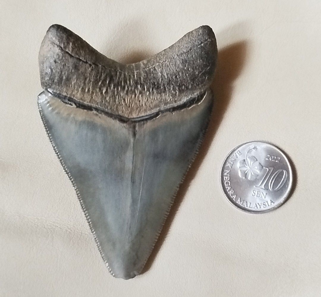 Megalodon Tooth rare, Women's Fashion, Jewelry & Organisers, Precious ...