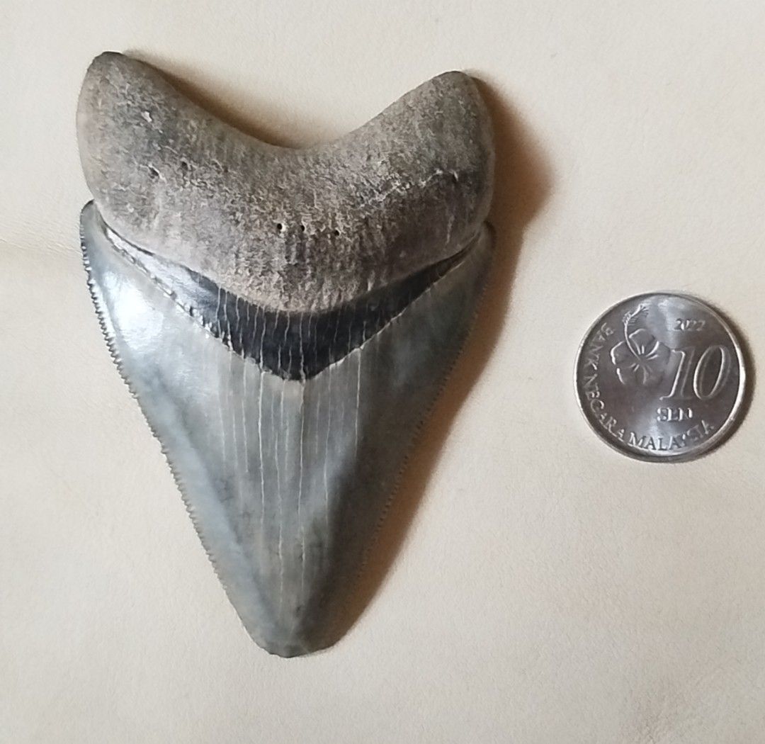 Megalodon Tooth rare, Women's Fashion, Jewelry & Organisers, Precious ...