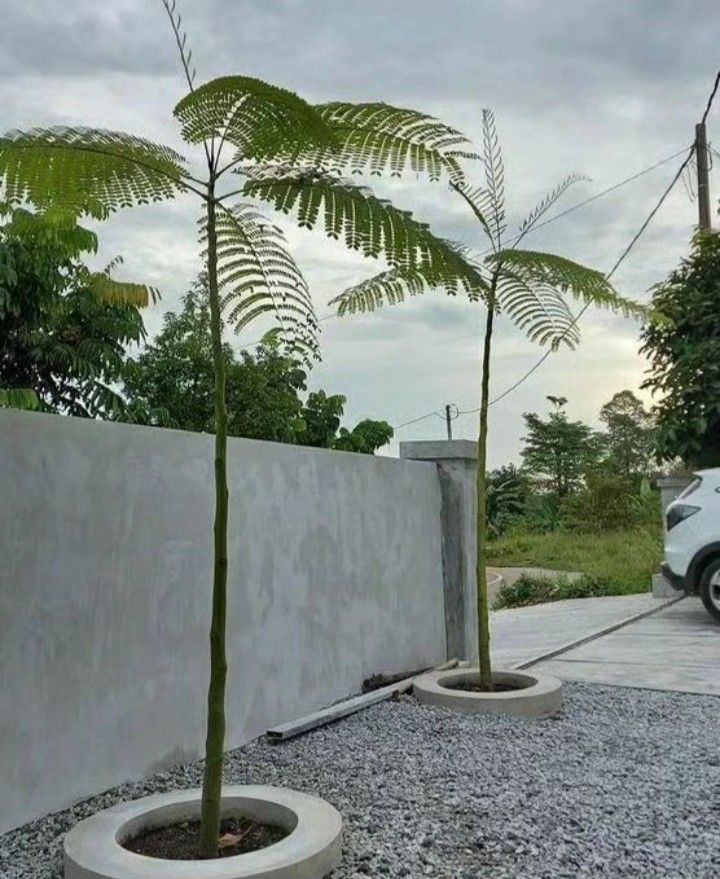 Pohon pakis Brazil, Perkebunan di Carousell