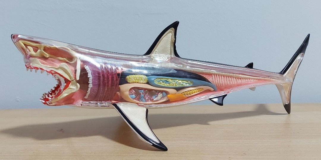 4D Master Great White Shark Model, Hobbies & Toys, Toys & Games on ...