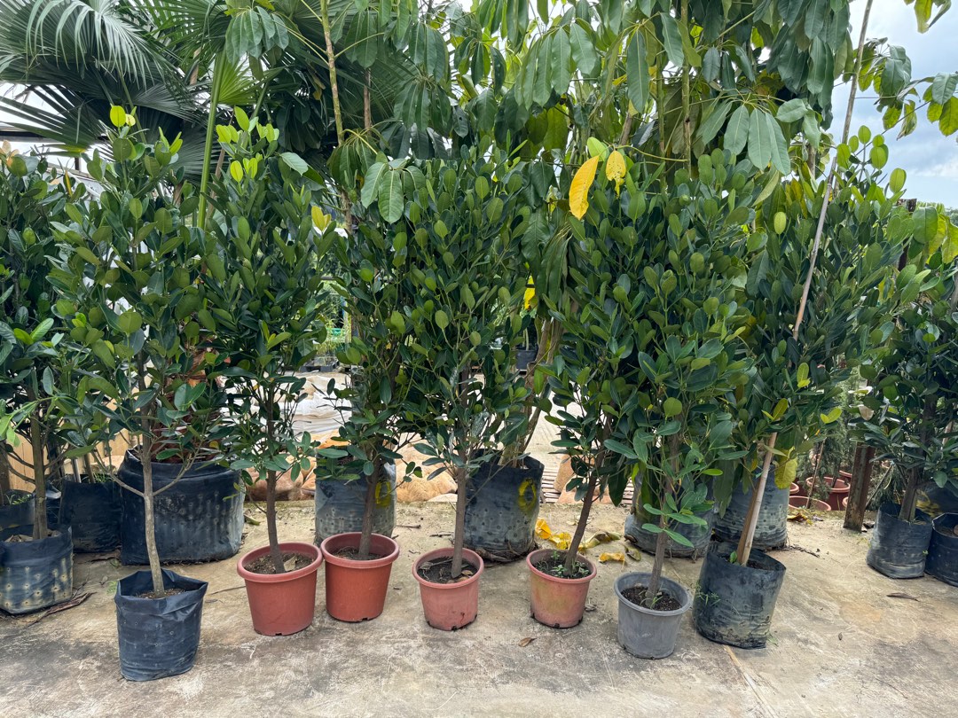 Garcinia tree 1.8-2meter height free fertiliser 500gram doorstep ...