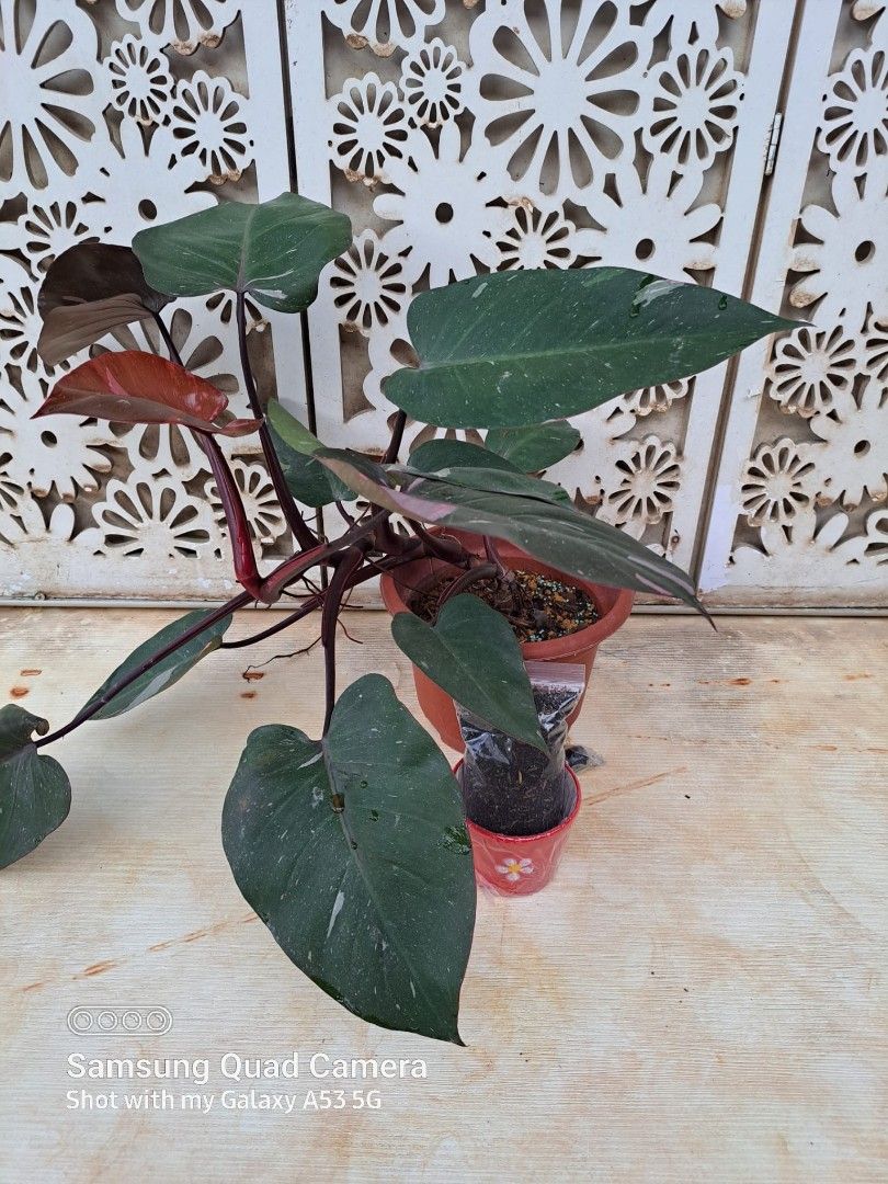 Philo King pink. Ht 1ft, pot size 8 inches, free fancy pot n delivery ...