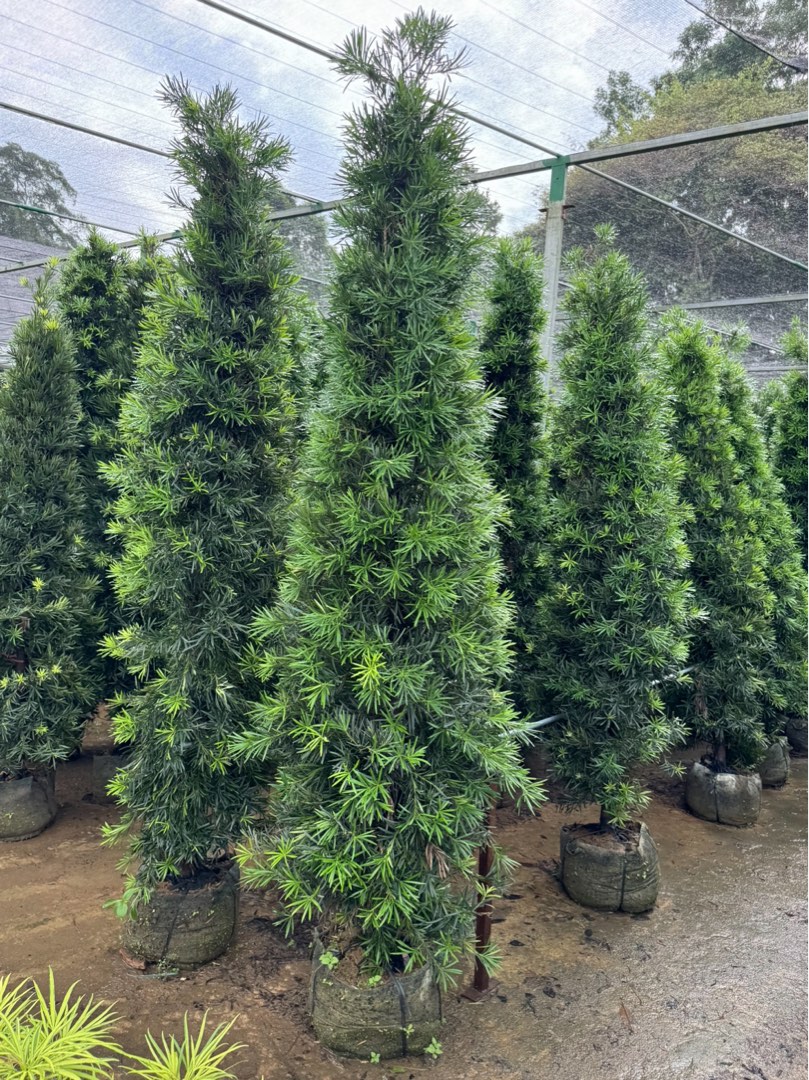 Podocarpus macrophyllus 1.7m,2m and 2.5meter height straight cone shape ...